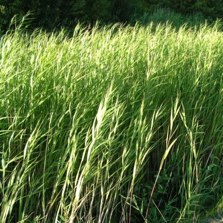 Trzcina pospolita (Phragmites communis) - wygląd, wymagania, warunki ...