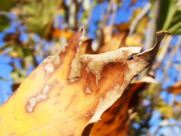 Jak wyglądają najczęstsze choroby drzew i krzewów ogrodowych?