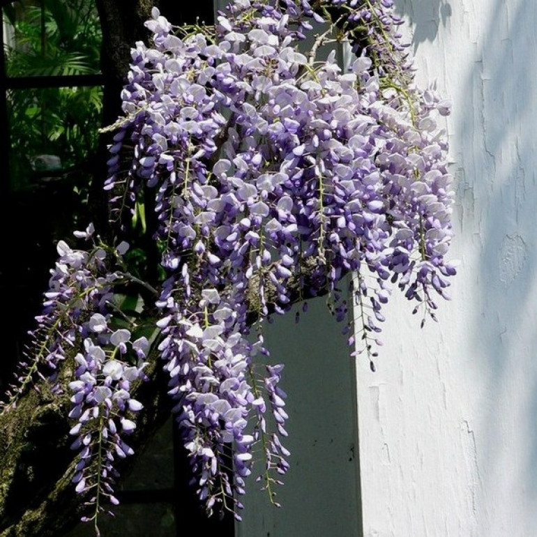Glicynia kwiecista (Wisteria floribunda) - wygląd, wymagania, warunki ...