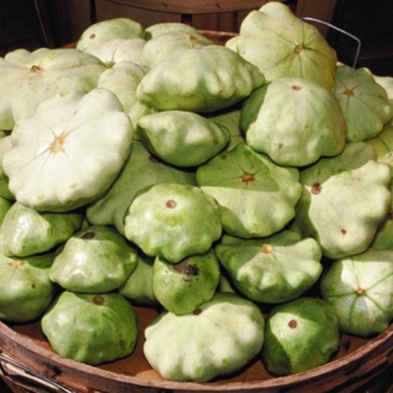 Patison (Cucurbita pepo patisoniana) - wygląd, wymagania, warunki ...