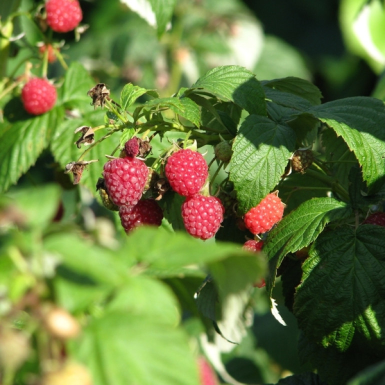 Malina właściwa (Rubus idaeus) - wygląd, wymagania, warunki, odmiany ...