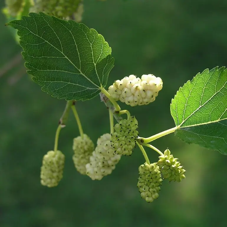 Morwa biała (Morus alba) - wygląd, wymagania, warunki, odmiany, sklep ...