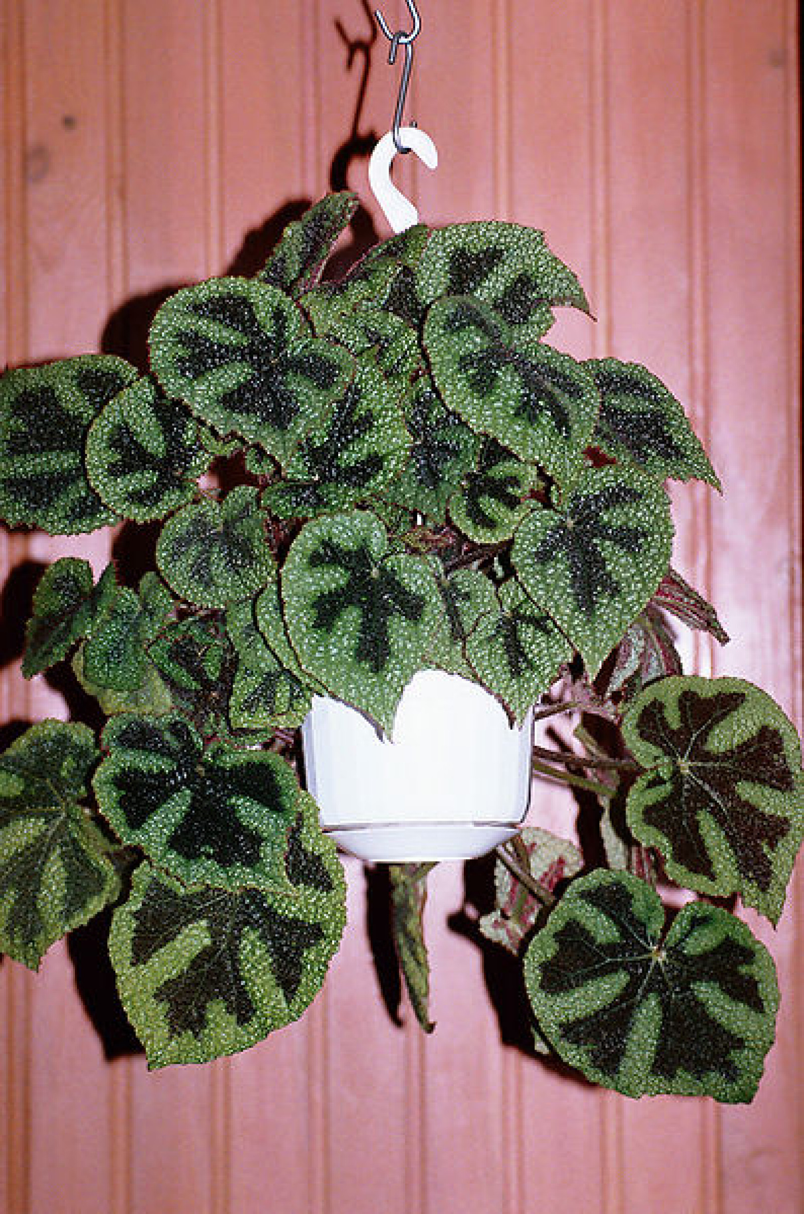 Begonia Masona (Begonia masoniana) - opis, wygląd, wymagania, uprawa i ...