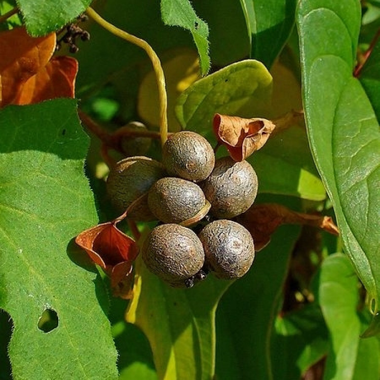 Pochrzyn chiński (Dioscorea batatus) - opis, wygląd, wymagania, uprawa ...
