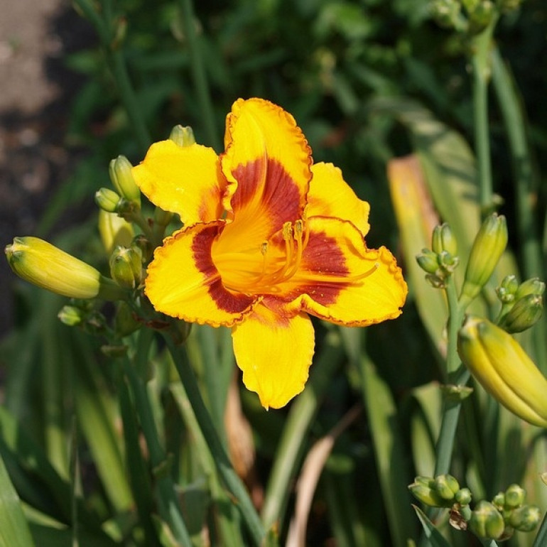 Liliowiec 'Fooled me' (Hemerocallis 'Fooled me') - wygląd, wymagania ...