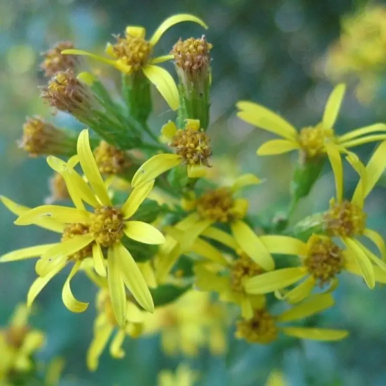 Nawłoć pospolita (Solidago virgaurea) - wygląd, wymagania, warunki ...