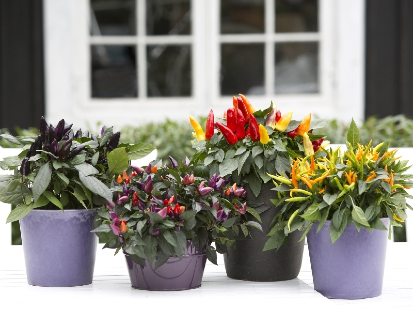 Papryczka ozdobna (jadalna): uprawa w doniczce w kuchni lub na balkonie