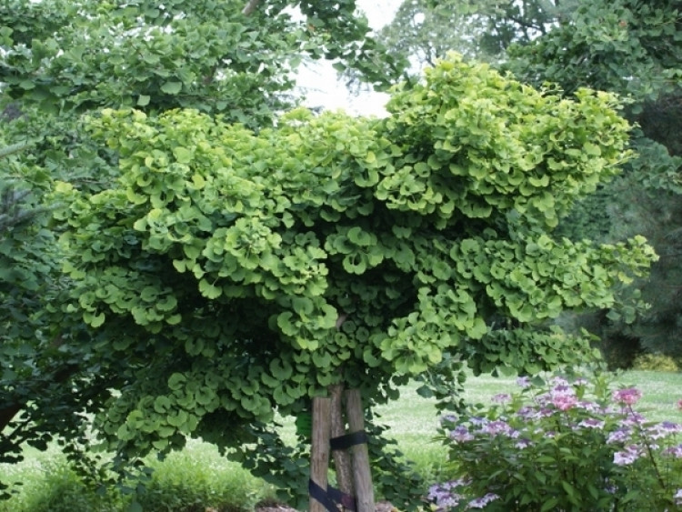 Miłorząb dwuklapowy 'Mariken' – uprawa, wymagania, sadzenie ...