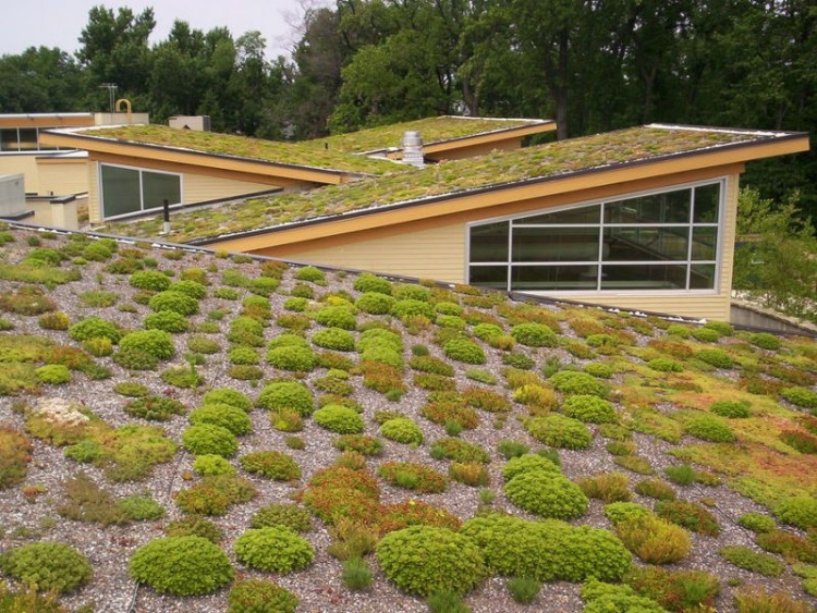 Zielone dachy redukują zanieczyszczenia powietrza i wody opadowej ...