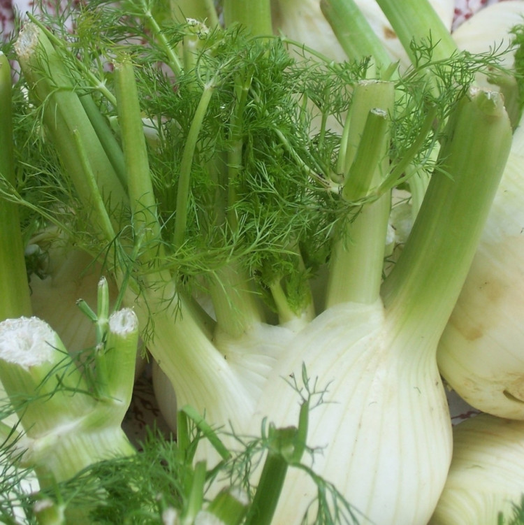 Koper włoski / Fenkuł - opis, wygląd, wymagania, uprawa i pielęgnacja