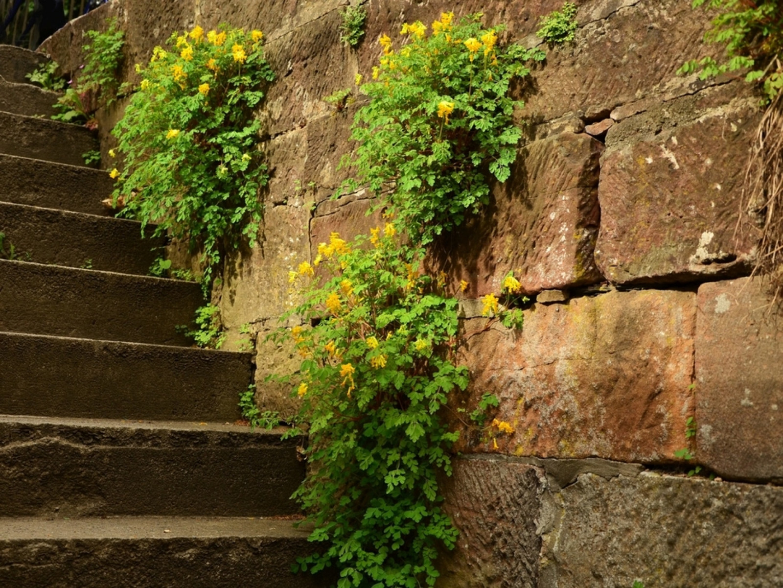 Ogrodowe murki oporowe: rodzaje, materiały, budowa