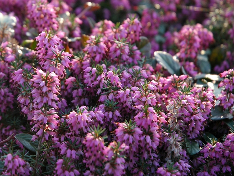 Wrzosiec krwisty 'Myretoun Ruby' – uprawa, wymagania, sadzenie ...