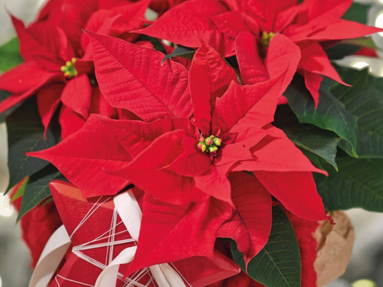 Od azteckich korzeni do świątecznych dekoracji. Co jeszcze warto ...