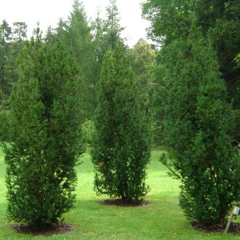 Cis pośredni 'Hicksii' (Taxus x media 'Hicksii') - wygląd, wymagania ...