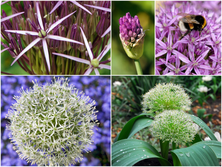 Te czosnki ozdobne warto mieć w ogrodzie | Są najpopularniejsze!