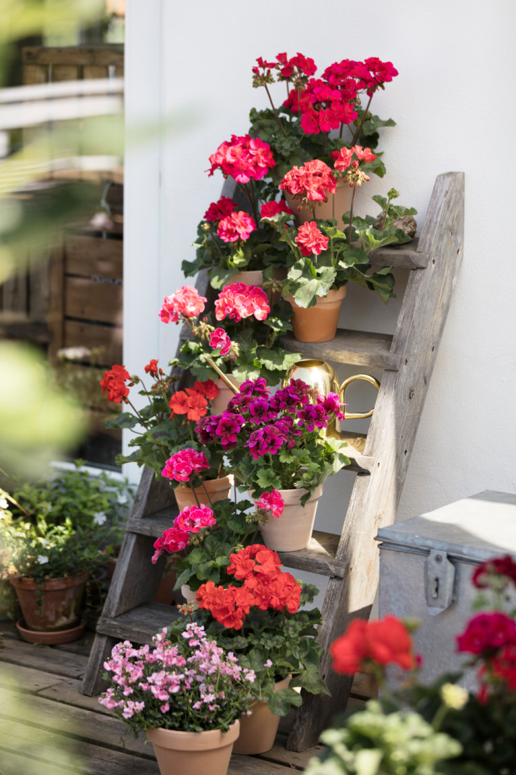 Pelargonie na małym balkonie | Jakie i w jaki sposób sadzić?
