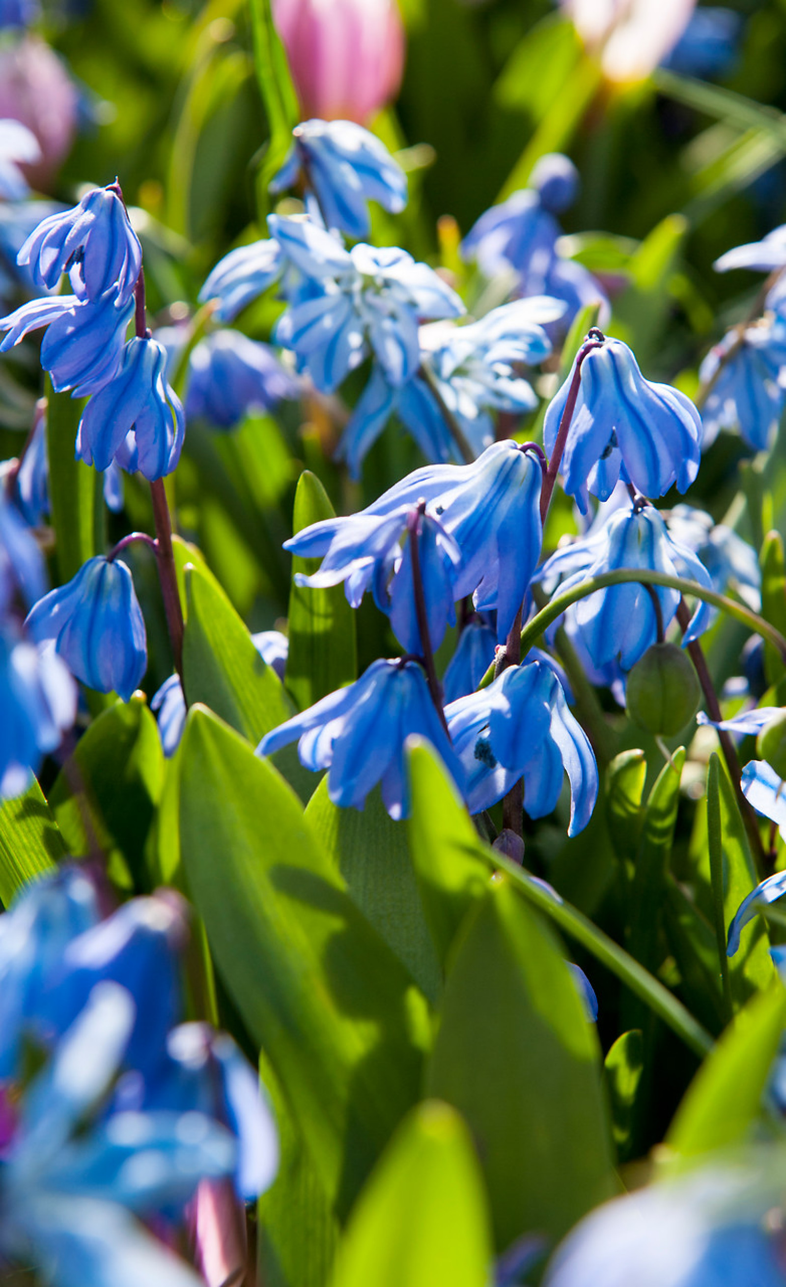 Cebulica syberyjska (Scilla sibirica) - opis, wygląd, wymagania, uprawa ...