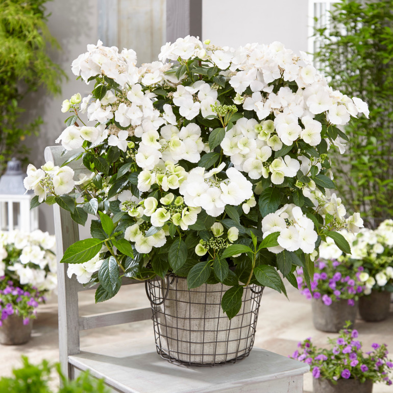 Hortensja RUNAWAY BRIDE (Hydrangea hybrid) - wygląd, wymagania, warunki ...