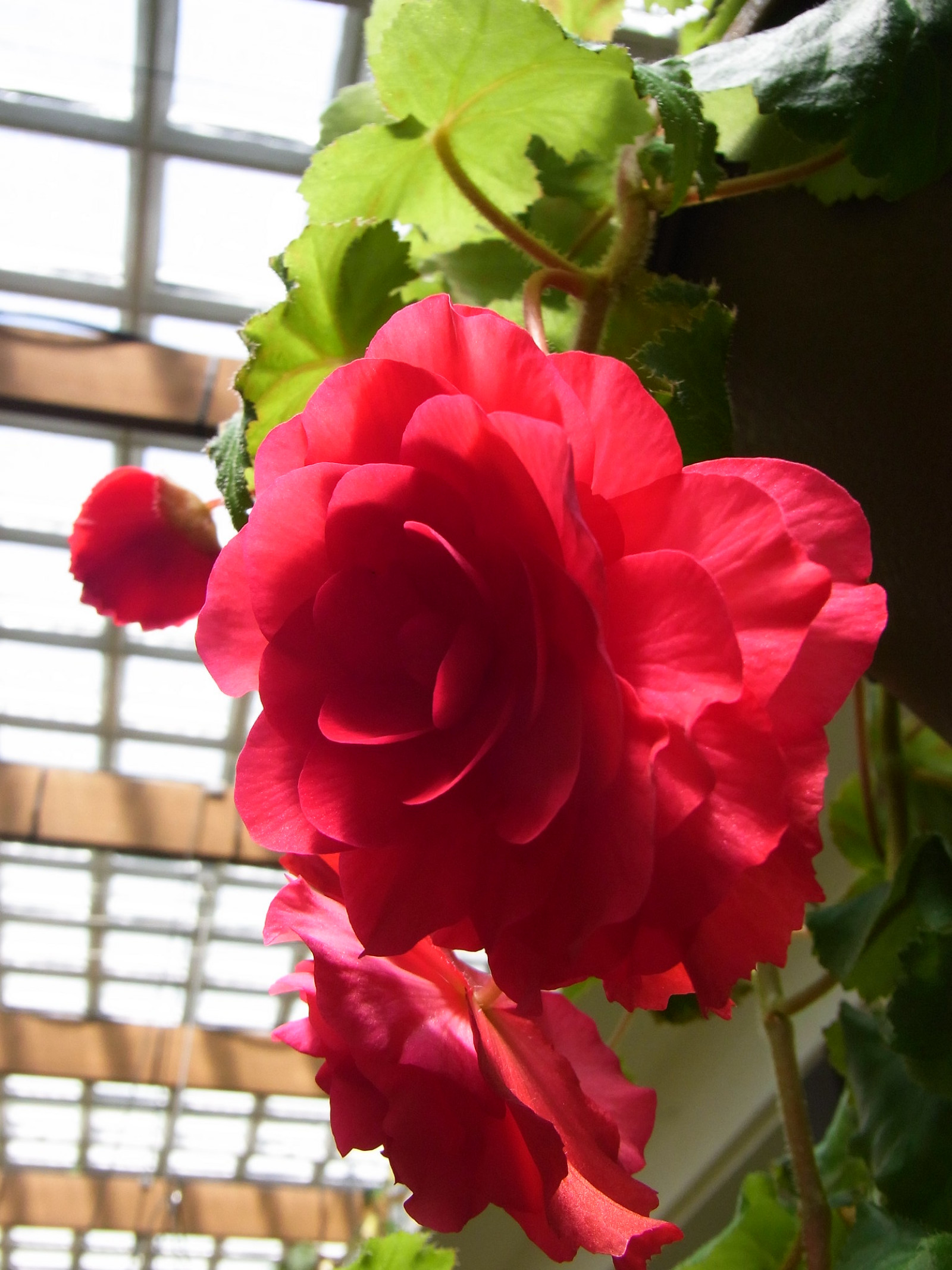 Begonia bulwiasta - wymagania, uprawa, pielęgnacja, odmiany | Zielony ...