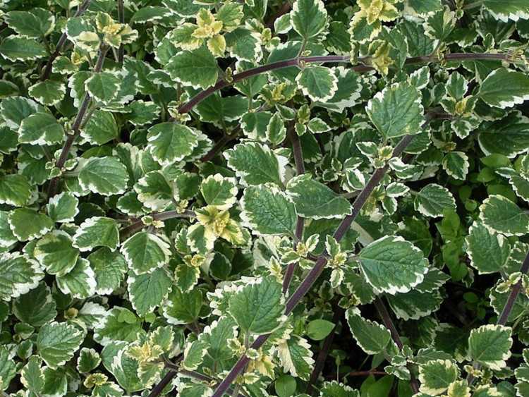 Plektrantus koleusowaty / Komarzyca - opis, wygląd, wymagania, uprawa i ...