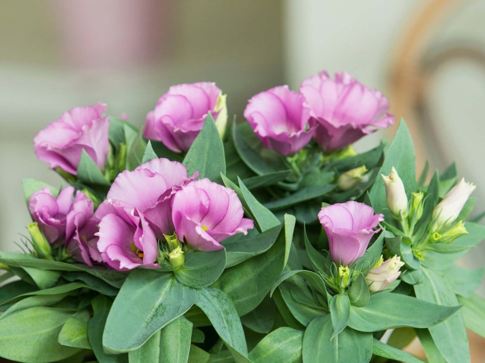 Eustoma wielkokwiatowa (Eustoma grandiflorum) - opis, wygląd, wymagania ...
