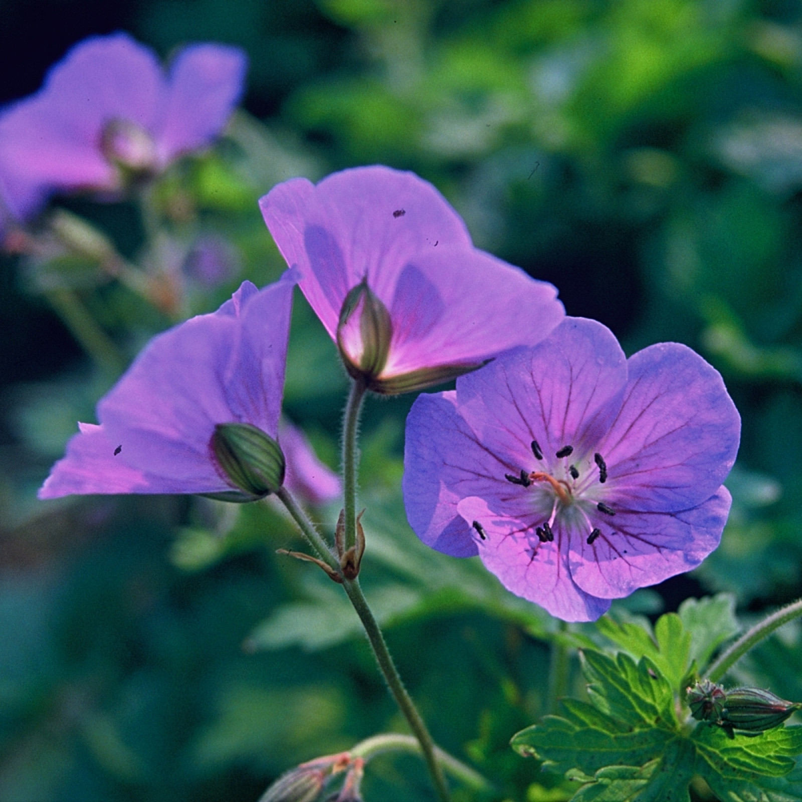 Bodziszek (Geranium) - opis, wygląd, wymagania, uprawa i pielęgnacja