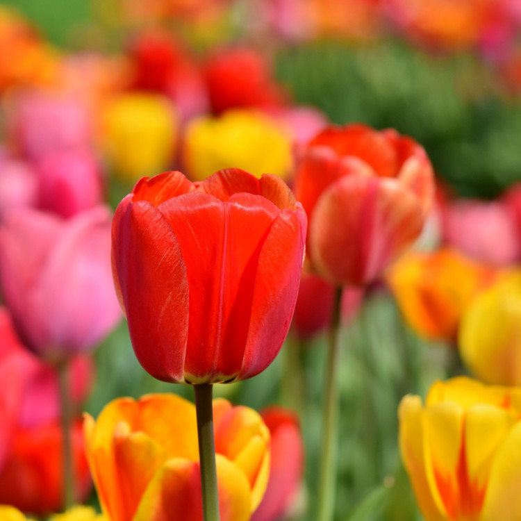 Tulipan - opis, wygląd, wymagania, uprawa i pielęgnacja