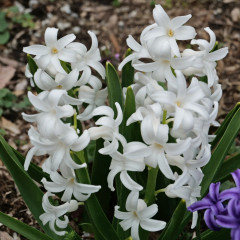Hiacynt (Hyacinthus) - wygląd, wymagania, warunki, odmiany, sklep ...