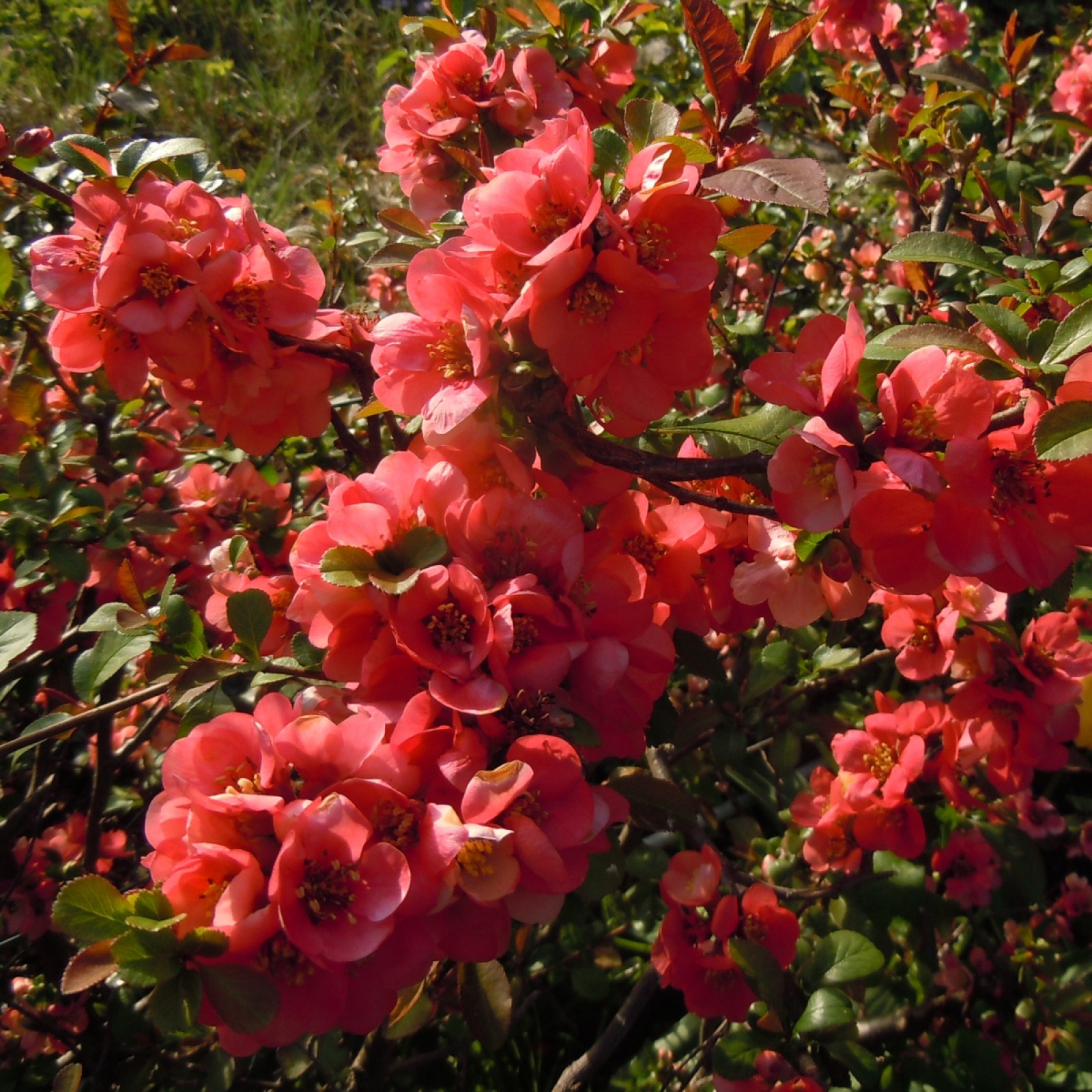 Pigwowiec japoński (Chaenomeles japonica) - opis, wygląd, wymagania ...