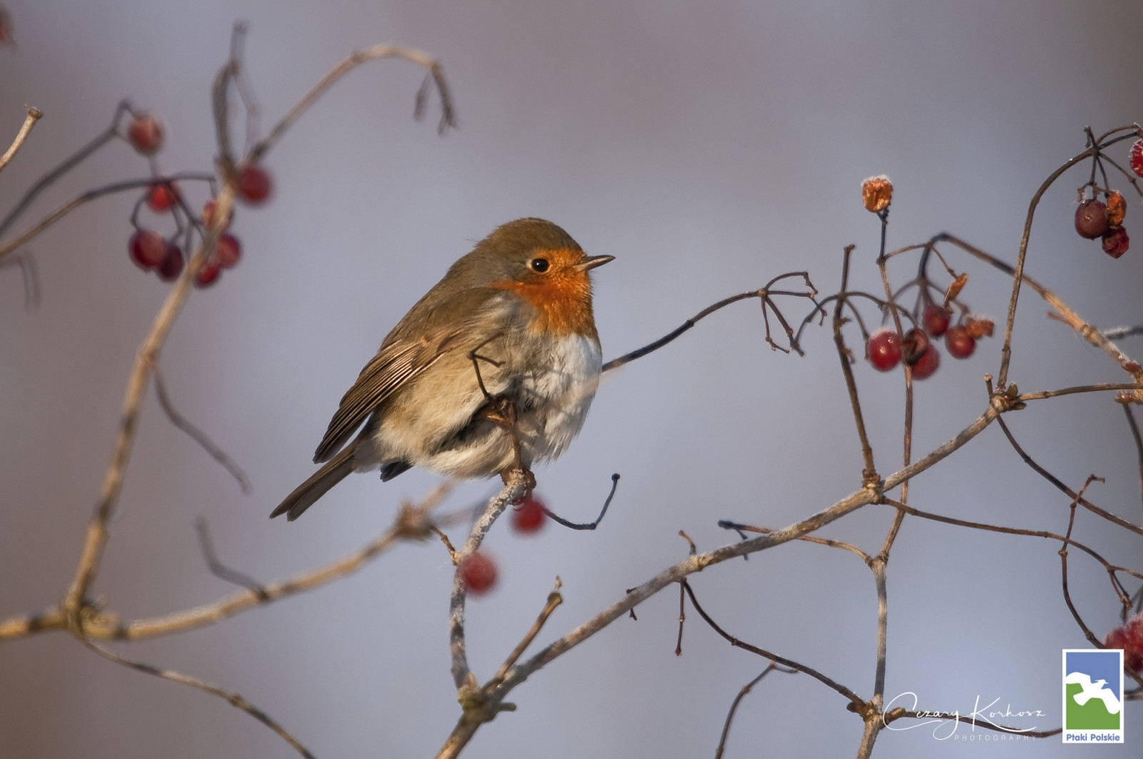 Rudzik zwyczajny: jak wygląda i jak zaprosić go do ogrodu?