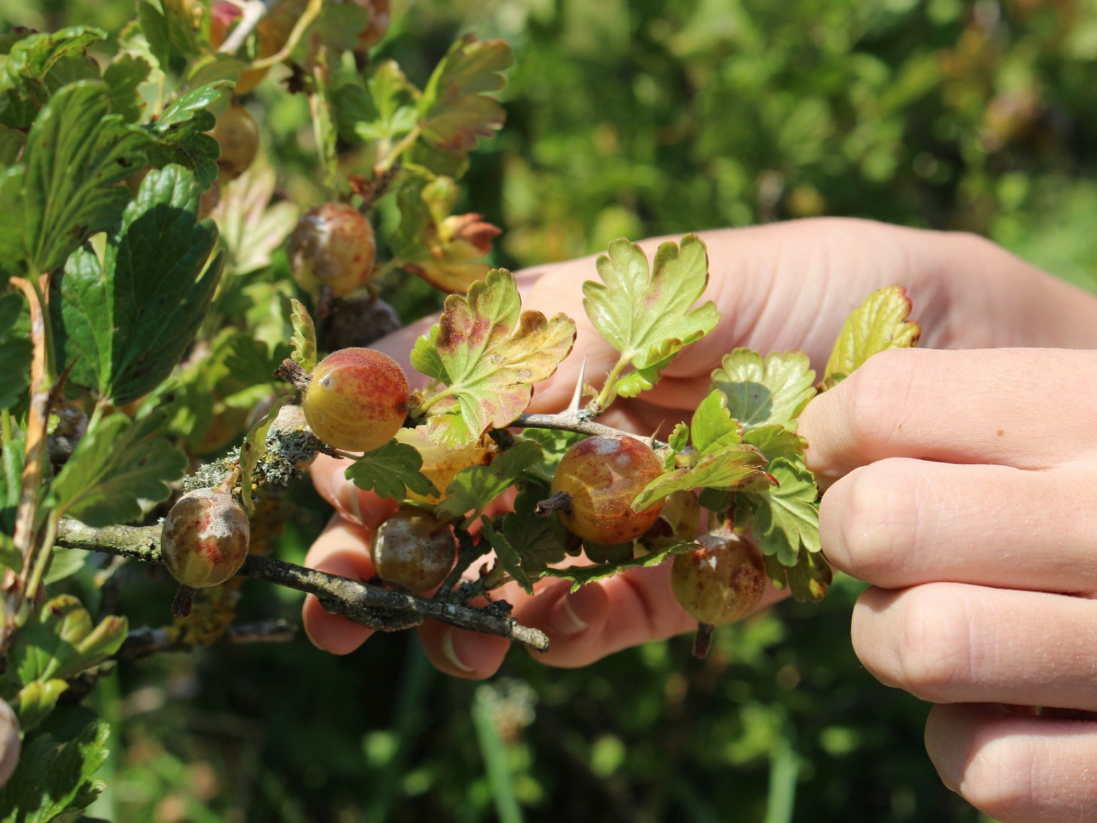 Jak uprawiać agrest w ogrodzie?