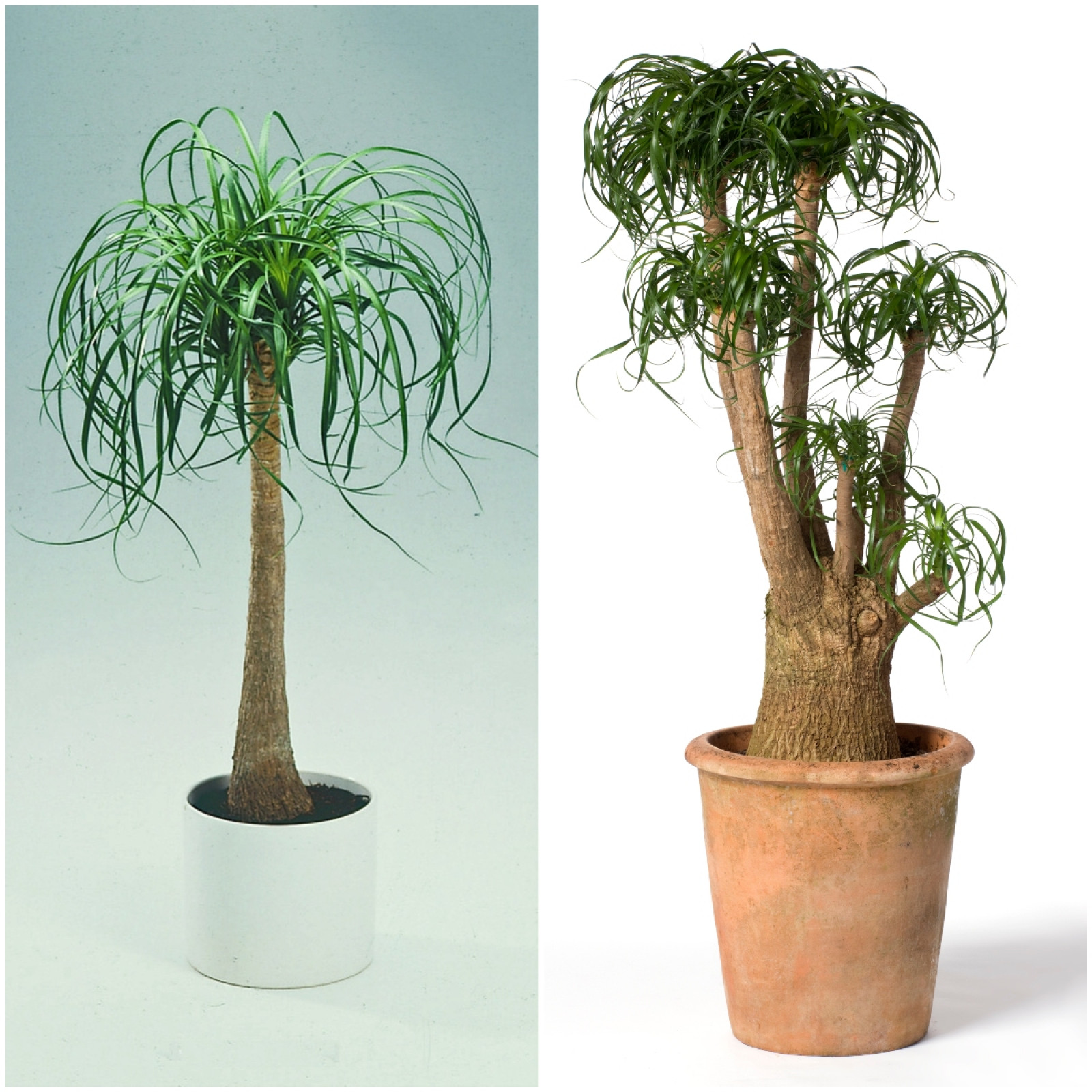 Beukarnea wygięta / Nolina wygięta / Noga słonia (Beaucarnea recurvata ...