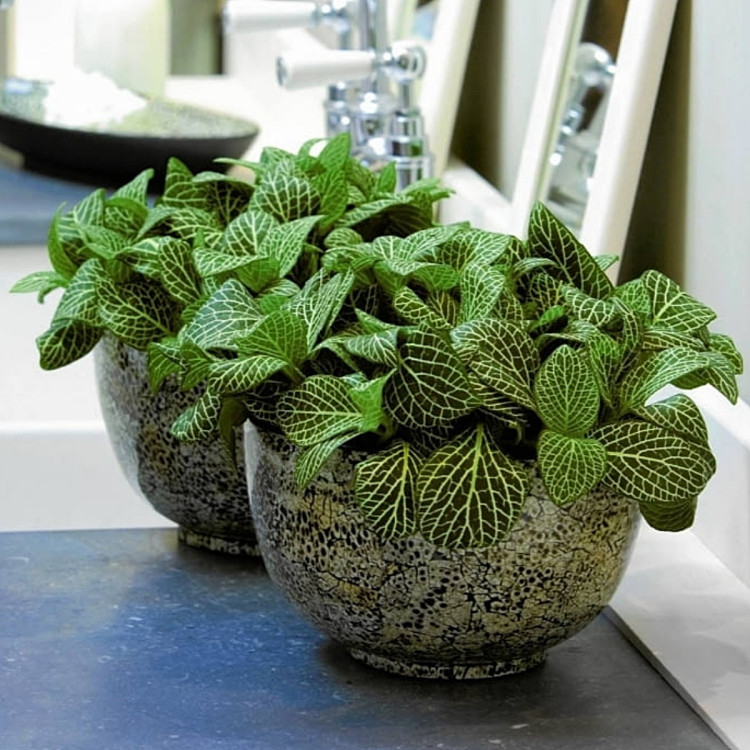 Fitonia - opis, wygląd, wymagania, uprawa i pielęgnacja