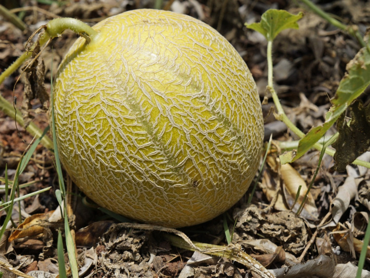 Jak uprawiać melony w gruncie? Kiedy siać? Jak pielęgnować?