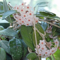 Hoja (Hoya) - wygląd, wymagania, warunki, odmiany, sklep | Zielony Ogródek