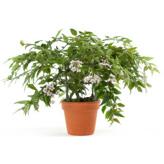 Hoja (Hoya) - wygląd, wymagania, warunki, odmiany, sklep | Zielony Ogródek