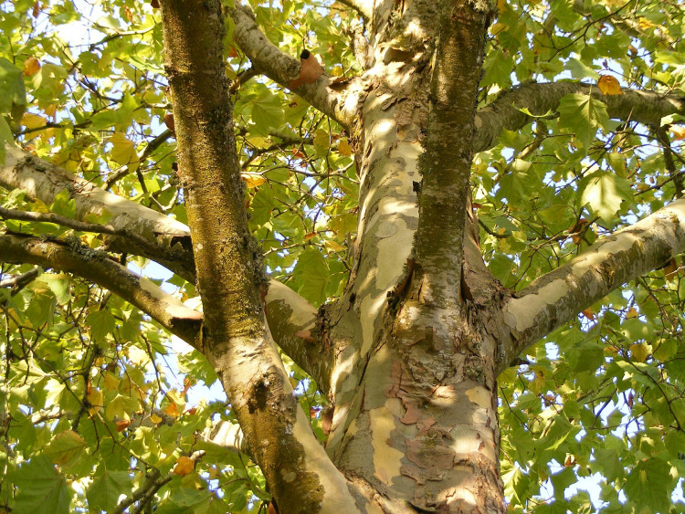 Platan klonolistny - opis, wygląd, wymagania, uprawa i pielęgnacja