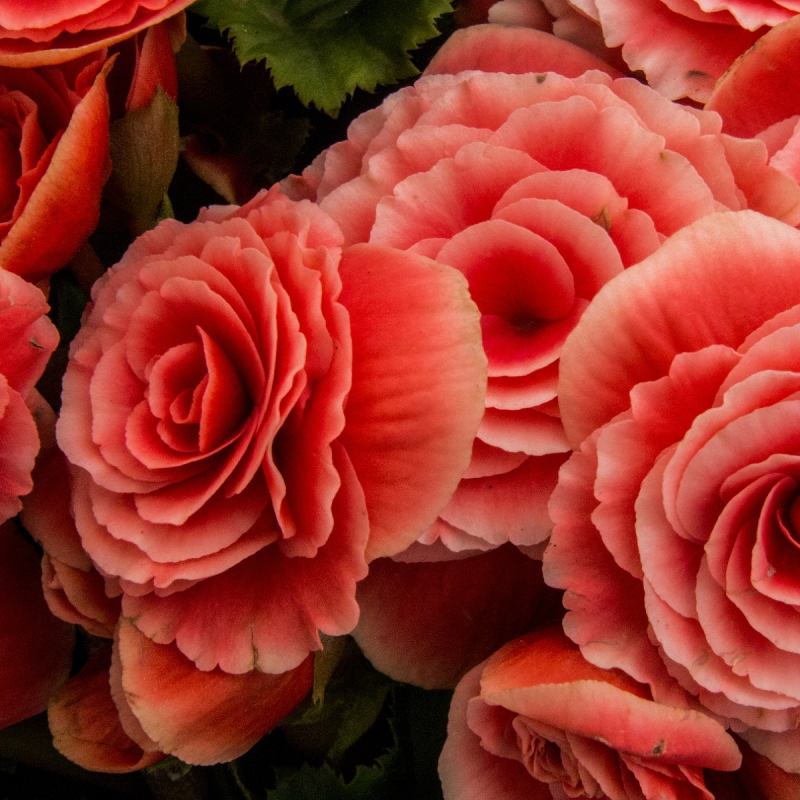 Begonia bulwiasta - wymagania, uprawa, pielęgnacja, odmiany | Zielony ...