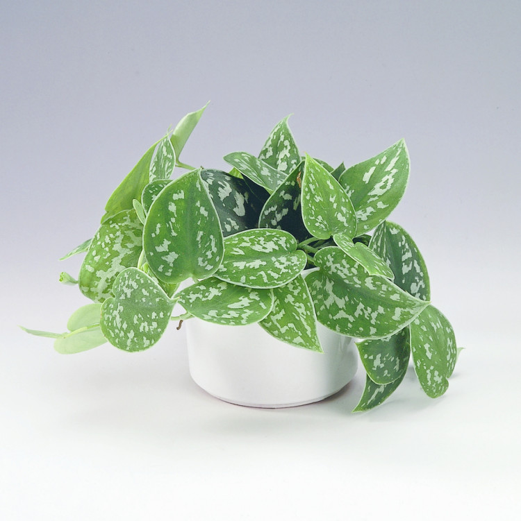 Scindapsus złoty / Scindapsus pstry - opis, wygląd, wymagania, uprawa i ...