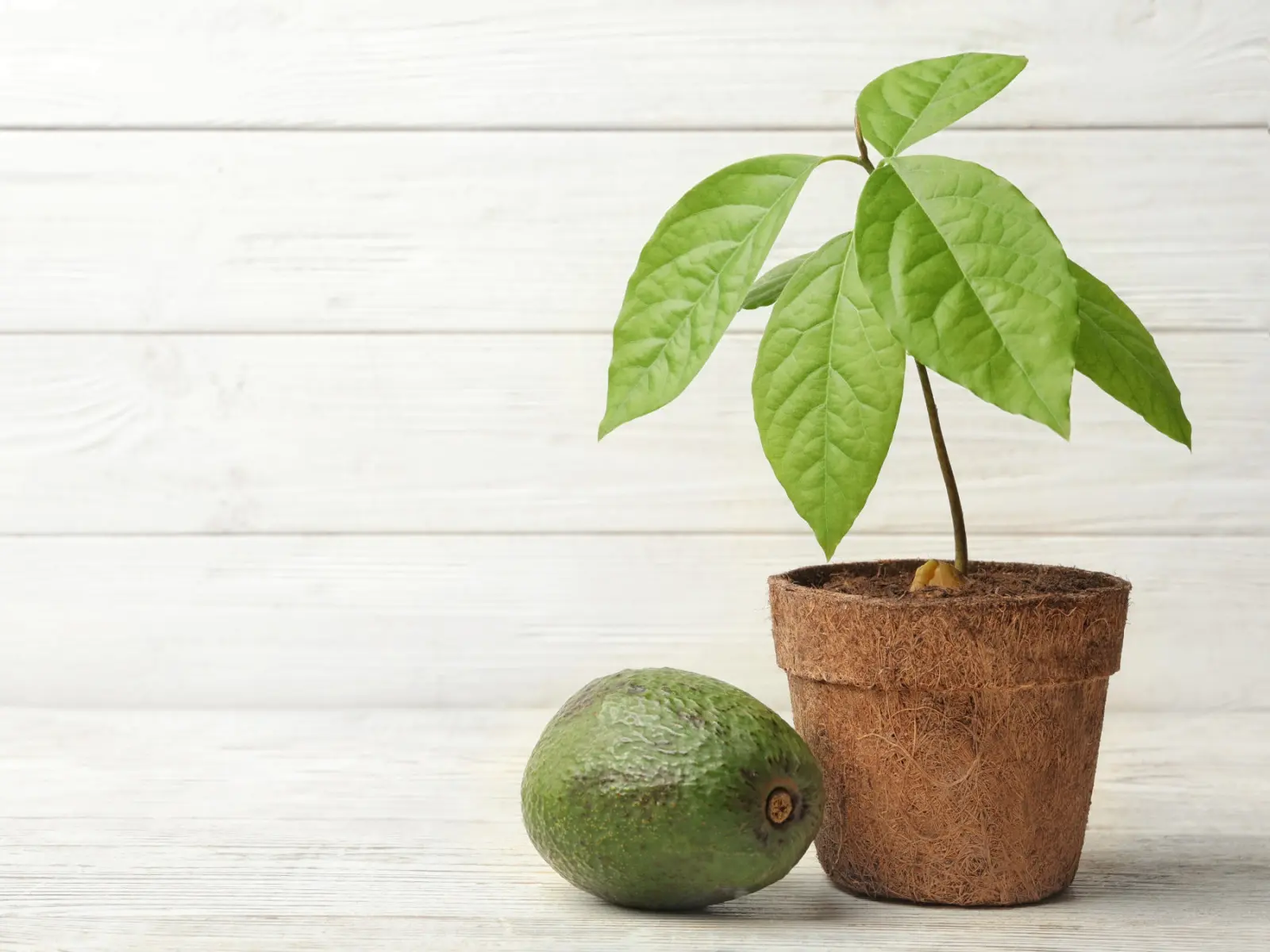 Czy samodzielna hodowla awokado jest łatwa? Tak, spróbuj domowej uprawy!