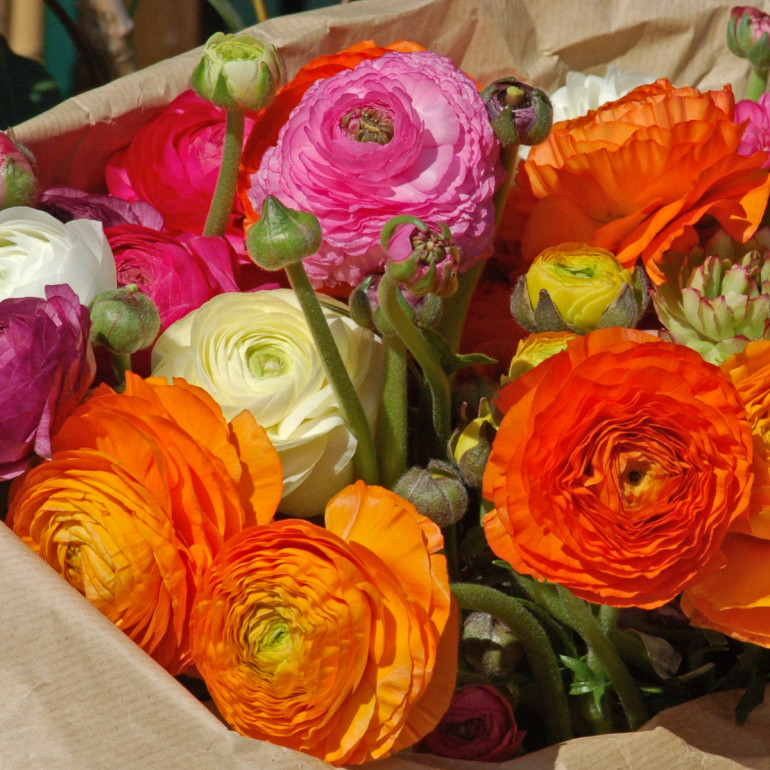 Jaskier azjatycki (Ranunculus asiaticus) - wygląd, wymagania, warunki ...