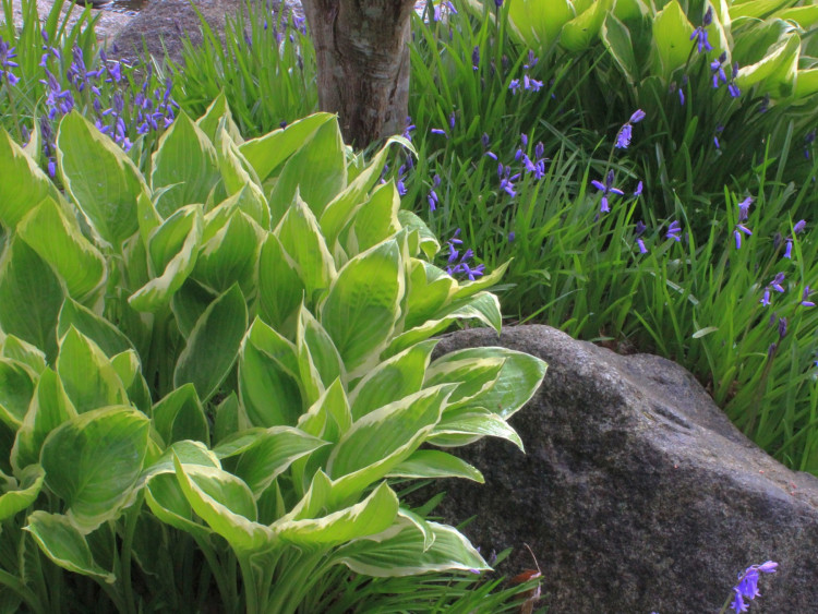 Gdzie posadzić hosty? Z czym mogą sąsiadować? Sprawdź!