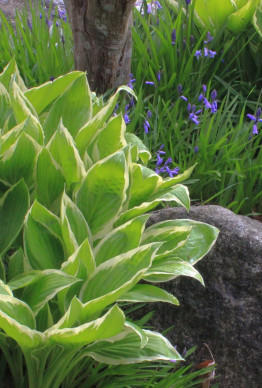 Funkie / Hosty - 20 artykułów na ten temat! | Zielony Ogródek