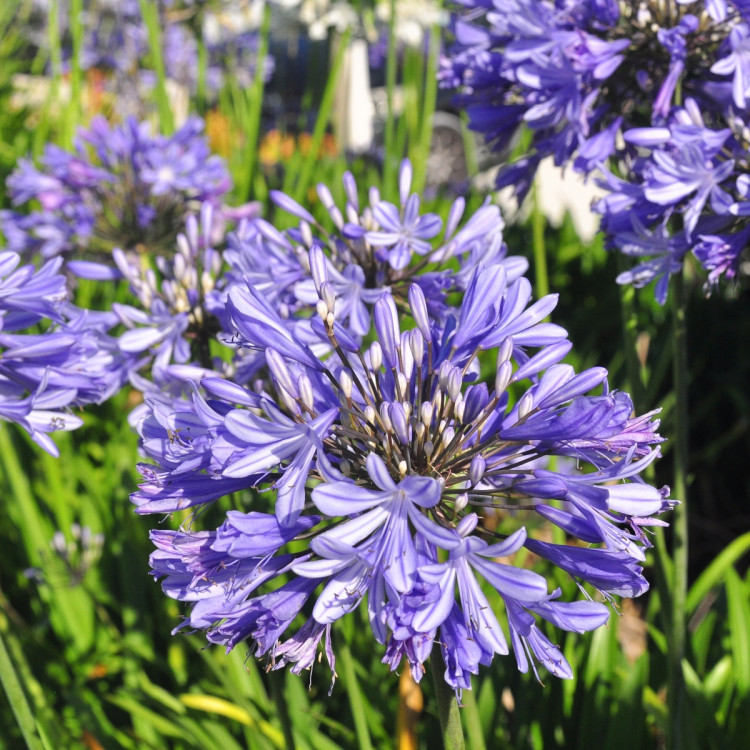 Agapant afrykański - opis, wygląd, wymagania, uprawa i pielęgnacja