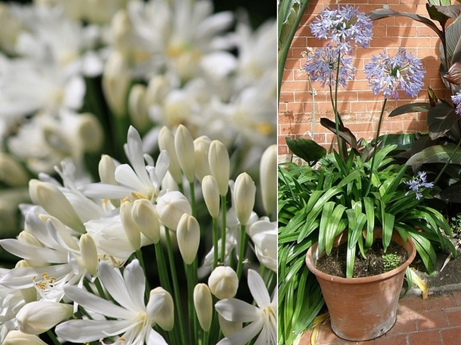 Agapant afrykański (Agapanthus africanus) - opis, wygląd, wymagania ...