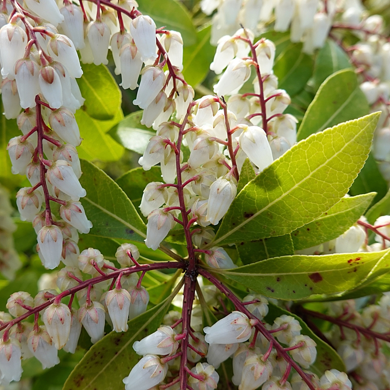Pieris japoński (Pieris japonica) - opis, wygląd, wymagania, uprawa i ...