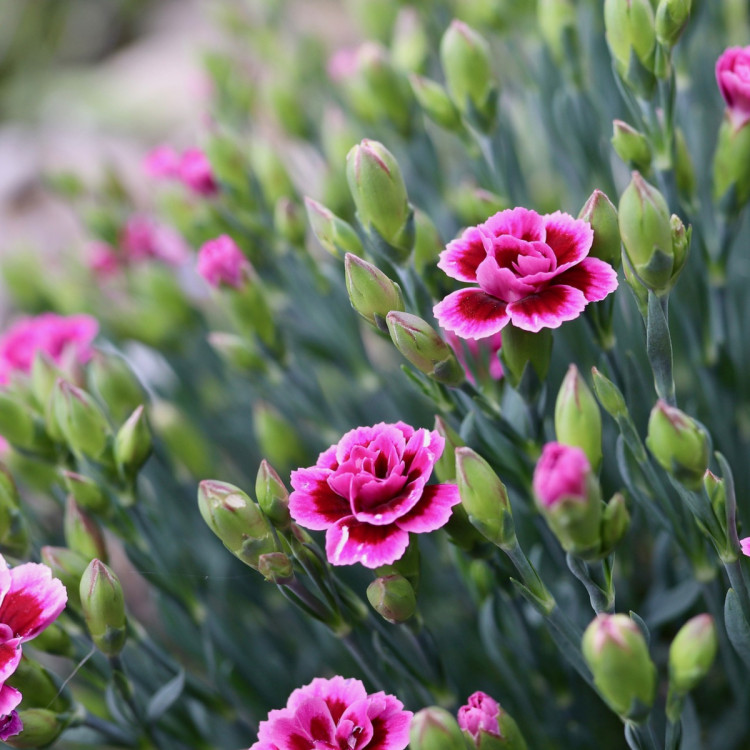 Goździk - opis, wygląd, wymagania, uprawa i pielęgnacja