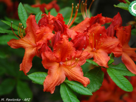 Azalia (Rhododendron) - wygląd, wymagania, warunki, odmiany, sklep ...