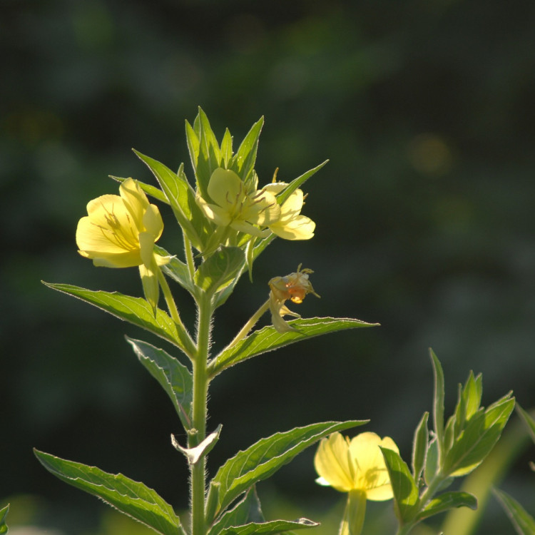 Wiesiołek dwuletni - opis, wygląd, wymagania, uprawa i pielęgnacja