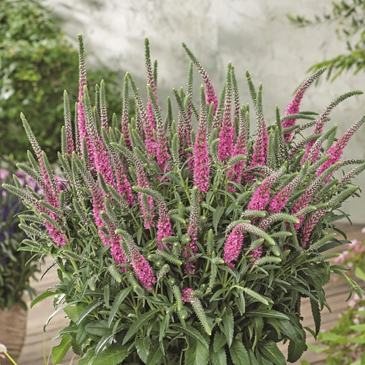 Przetacznik k osowy Anniversary Rose Veronica spicata Anniversary Rose opis wygl d wymagania uprawa i piel gnacja Zielony Ogrodek